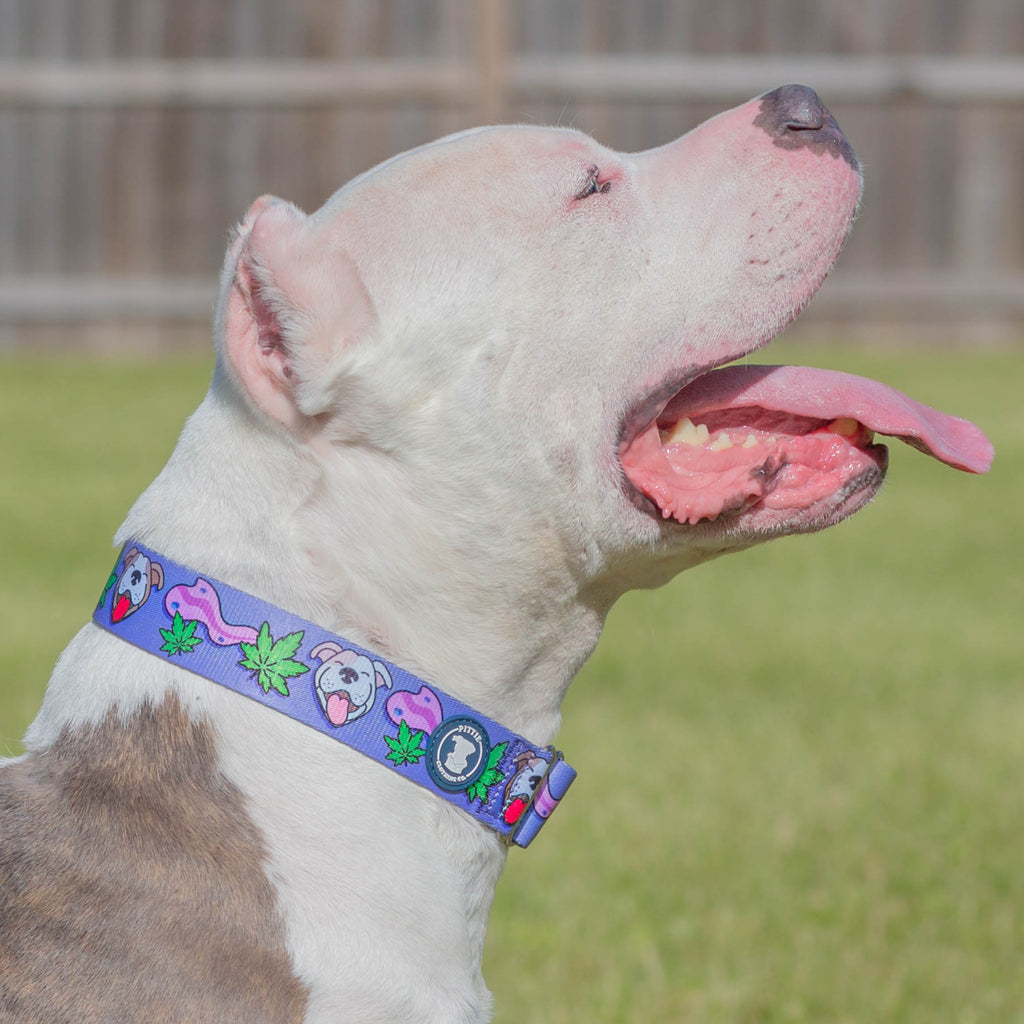 Ruff Ruff Pass Collar – Pittie Clothing Co.