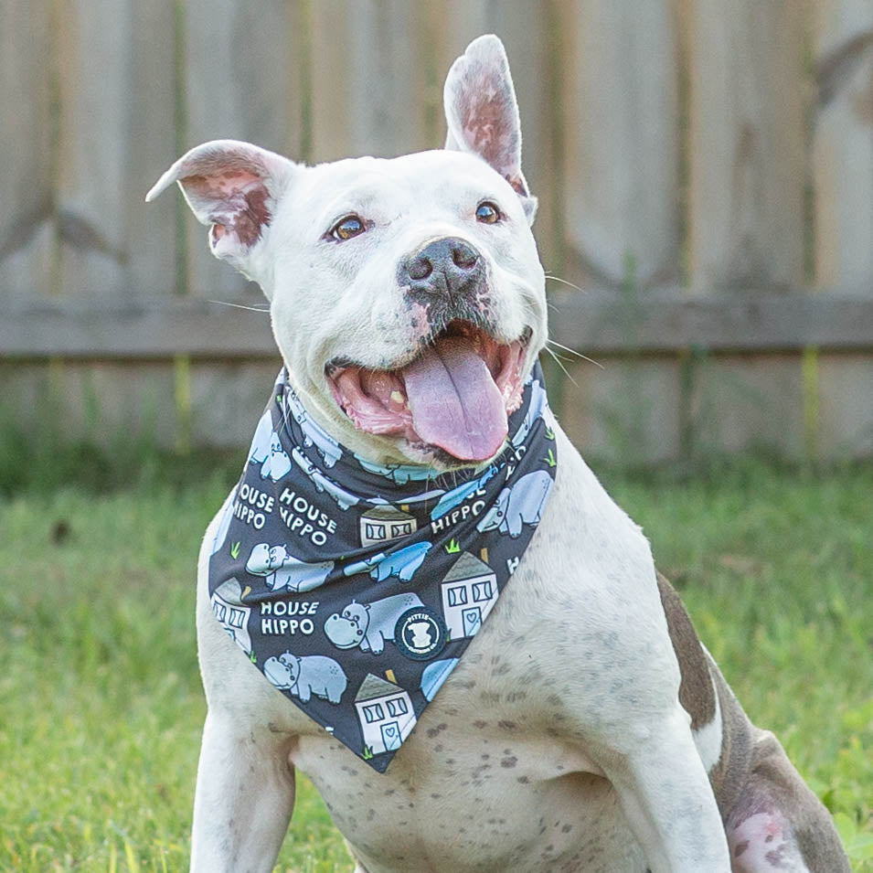Black 'Pitty-potamus' Bandana – Pittie Clothing Co.
