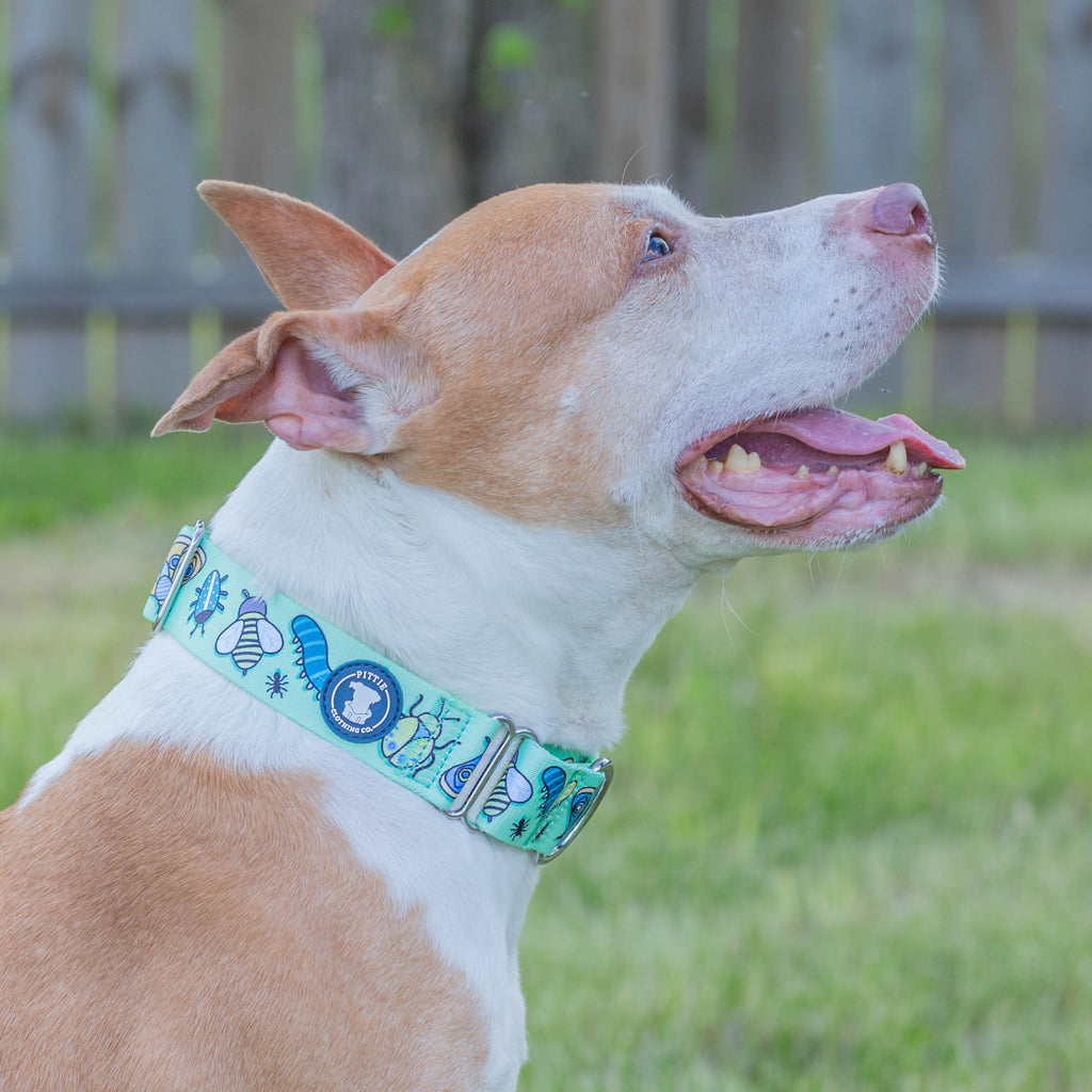 Snuggle Bug Collar – Pittie Clothing Co.
